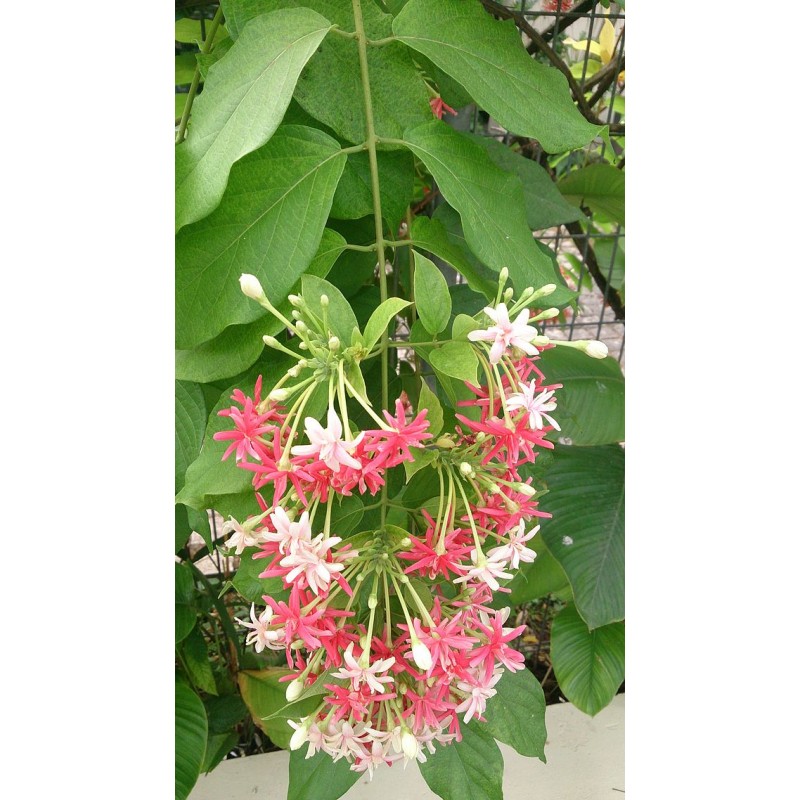 Quisqualis Indica [ Rangoon ]